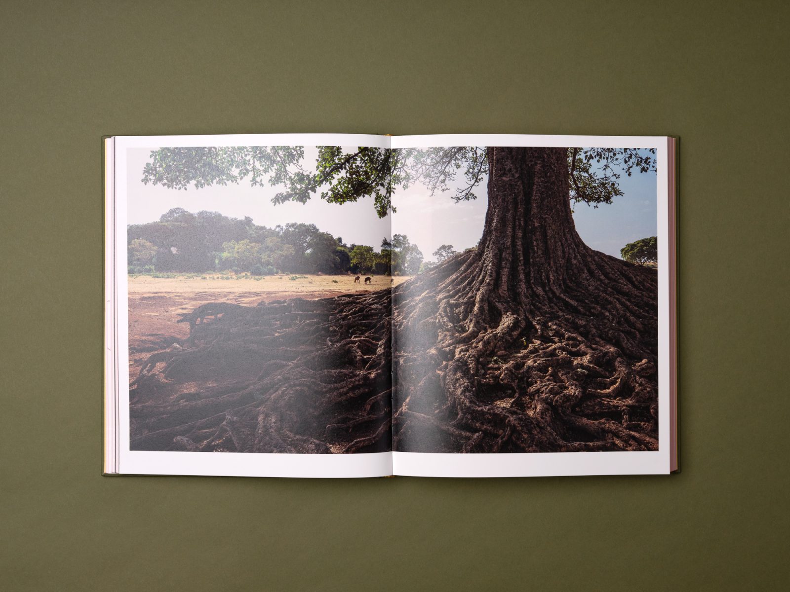 Church Forests - Need Thinking.